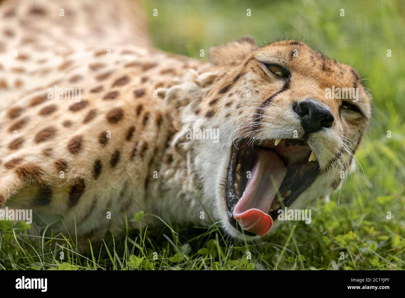Cheetah dying in the savanah Stock Photo - Alamy