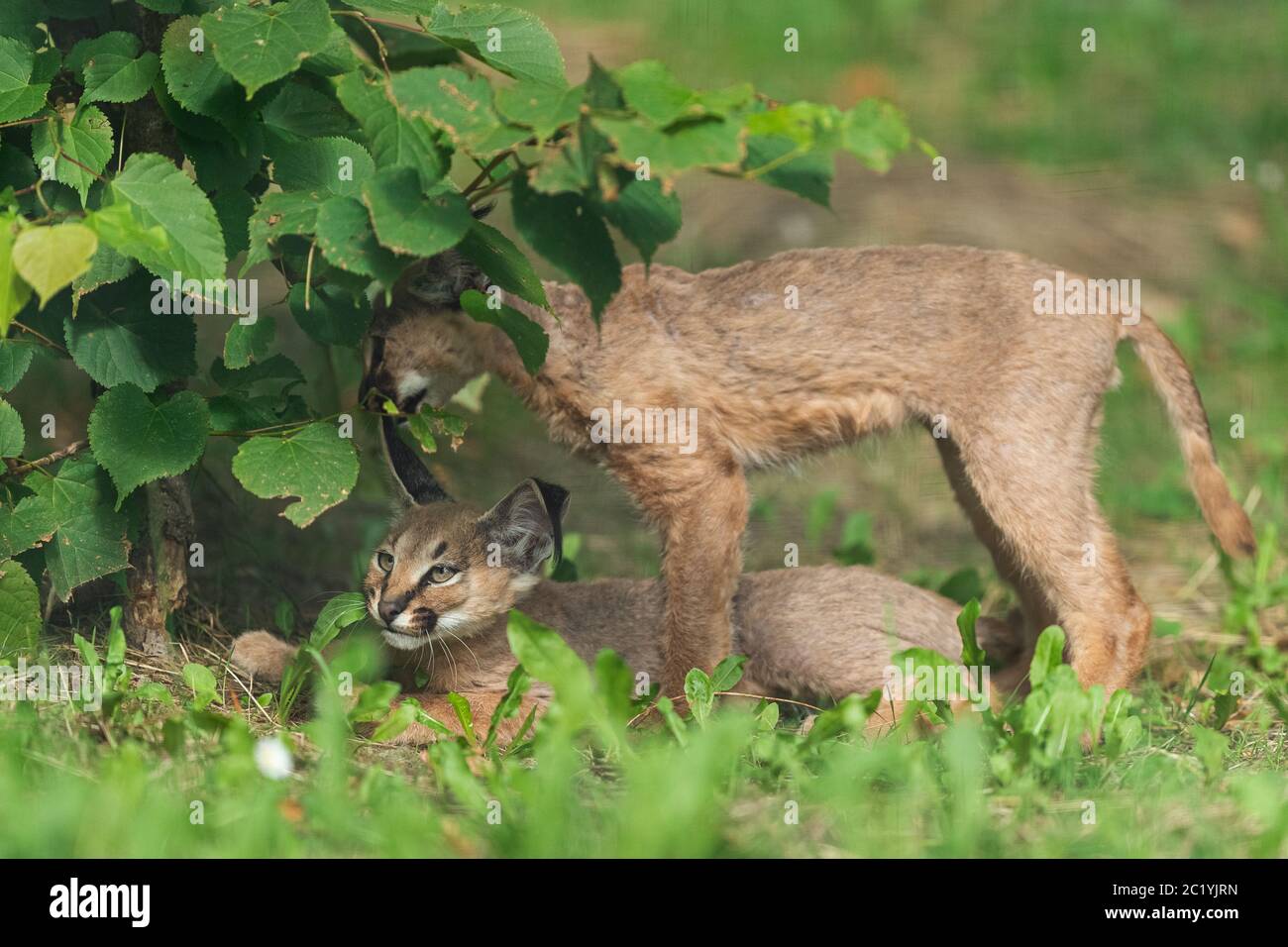 Baby Caracal in the forest Stock Photo - Alamy