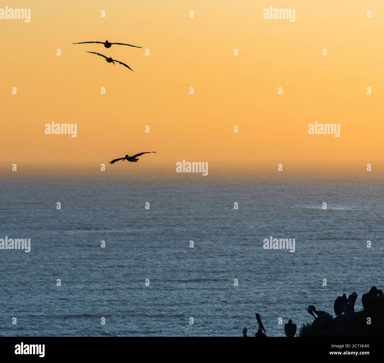 Birds Flying at Dusk Over the Ocean Stock Photo - Alamy