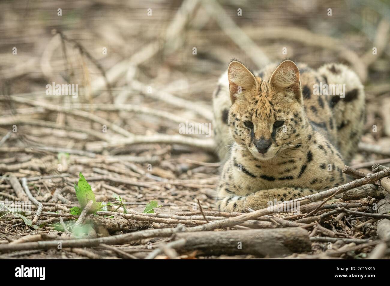 Serval in wilderness hi-res stock photography and images - Alamy