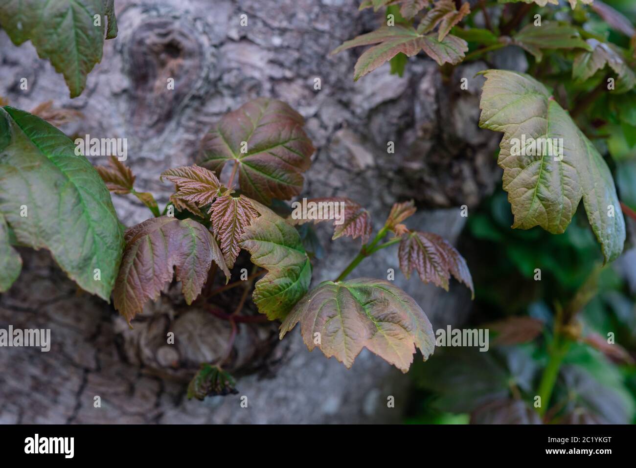 Sycamore tree buds hi-res stock photography and images - Alamy