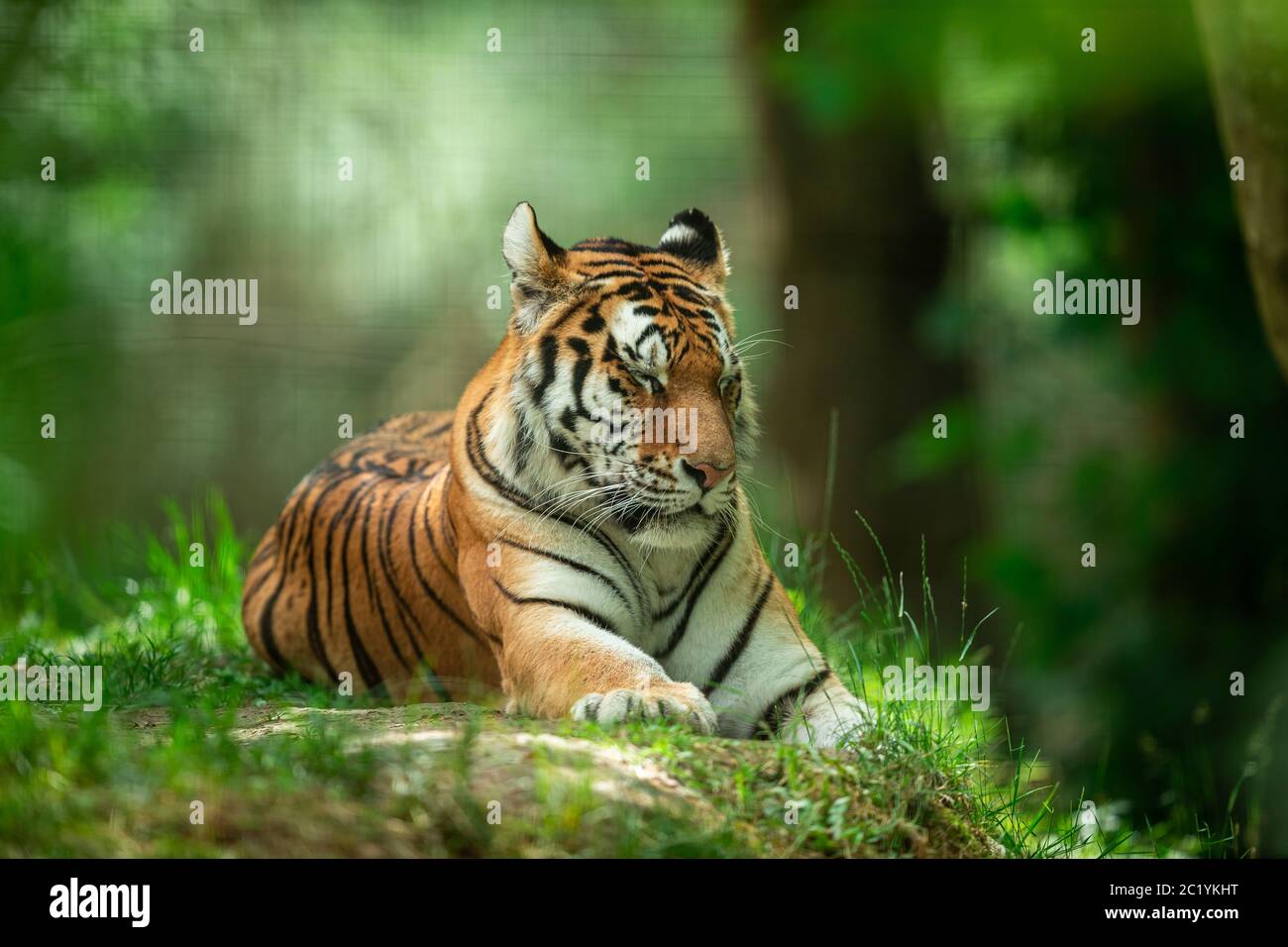 Siberian Tiger in the forest Stock Photo - Alamy