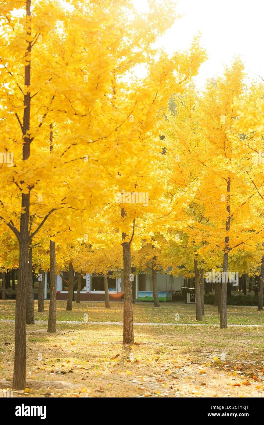 Ginkgo tree china hi-res stock photography and images - Alamy