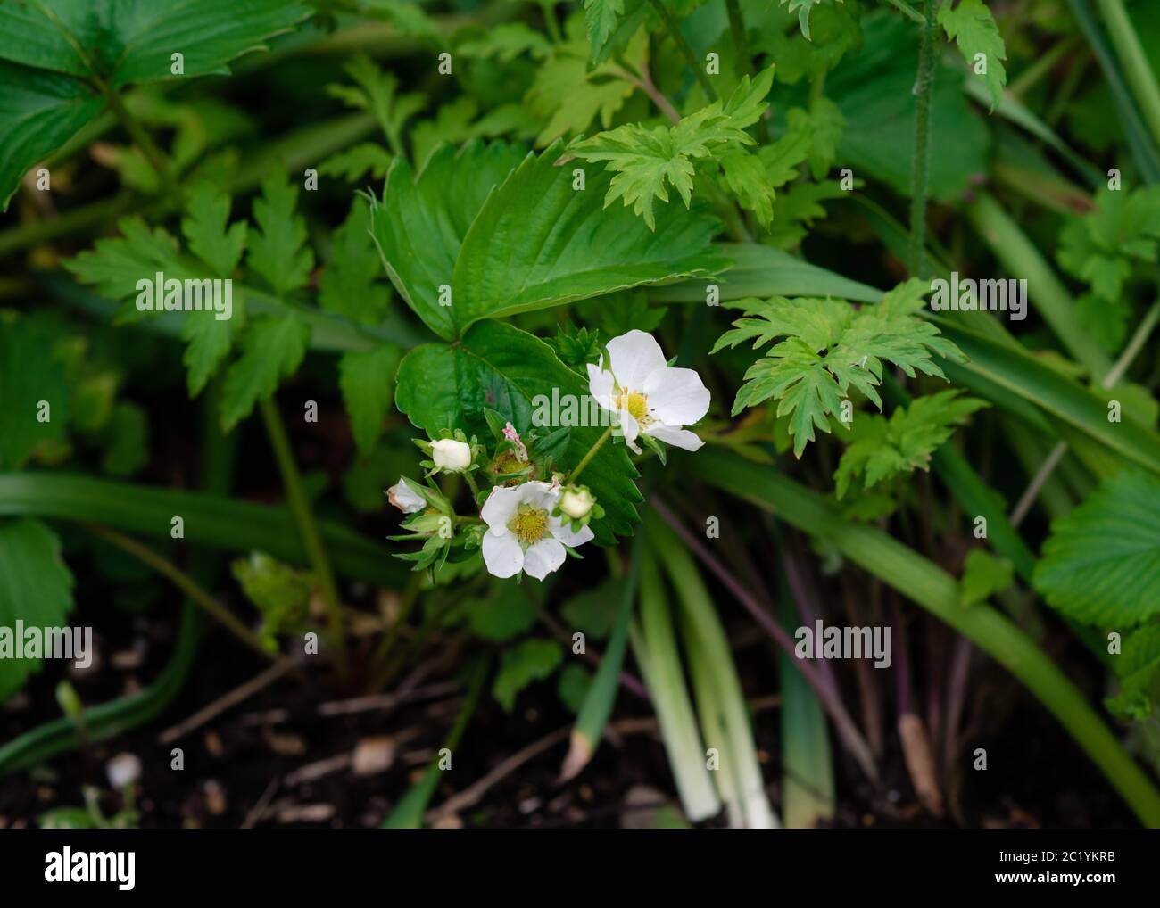 Strawberry plant flower Stock Photo - Alamy