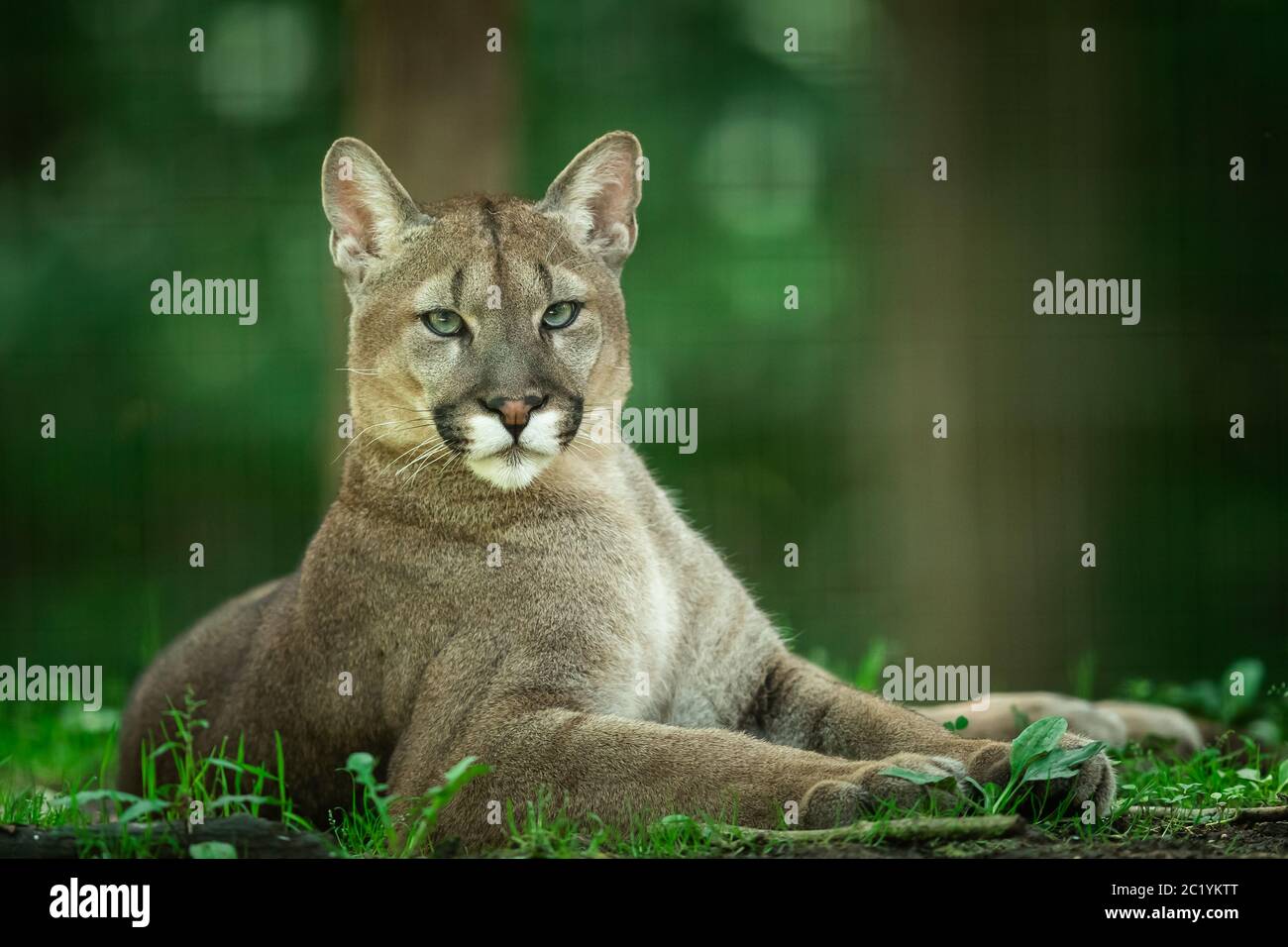 Puma concolor isolated hi-res stock photography and images - Alamy