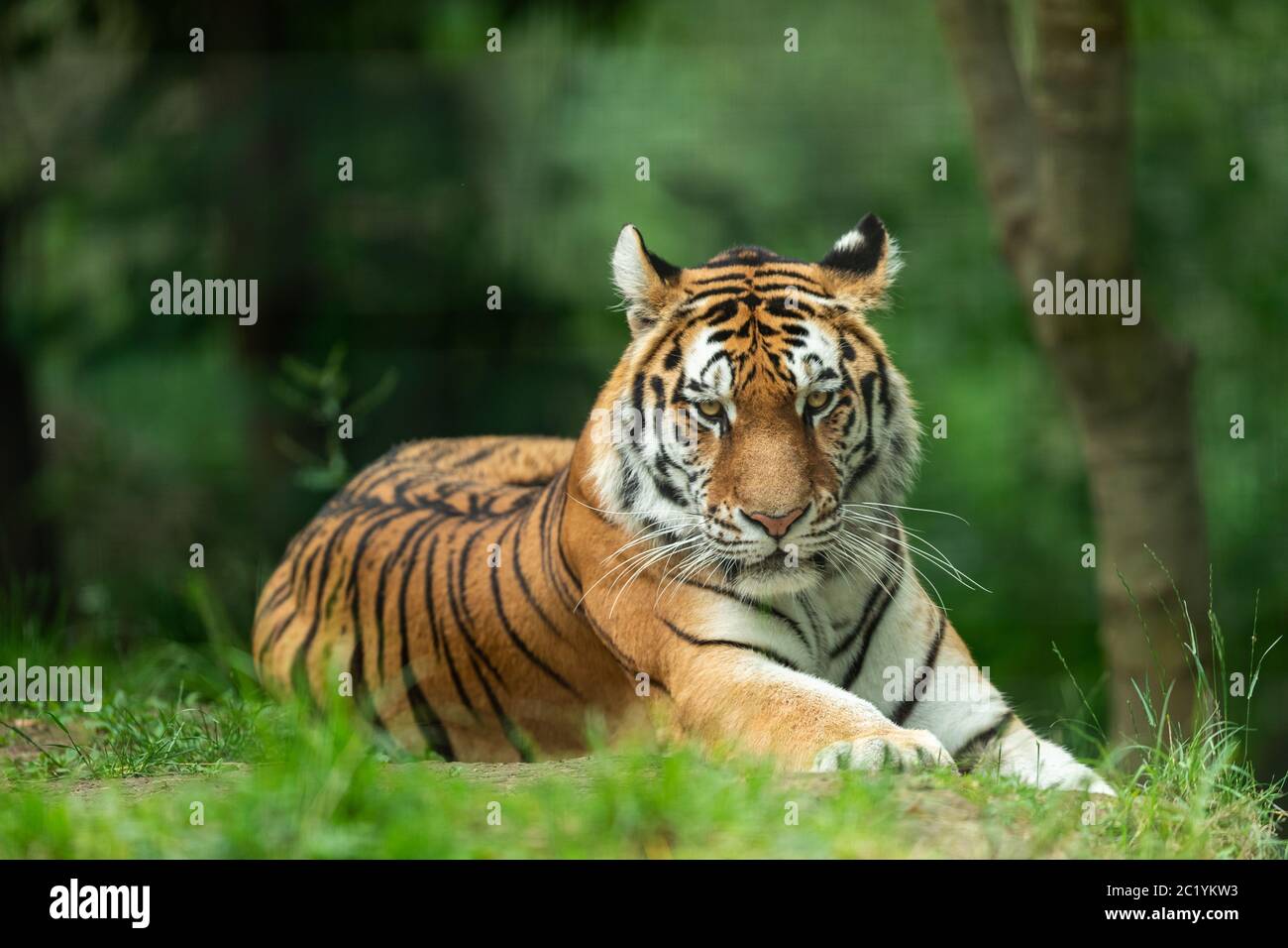 Siberian Tiger in the forest Stock Photo - Alamy