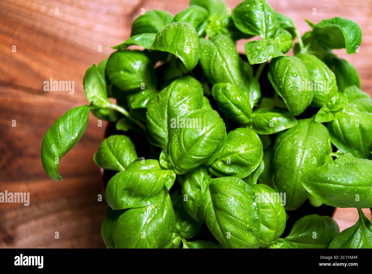 Green leafs of Genovese basil (Ocimum basilicum) culinary herb used for ...