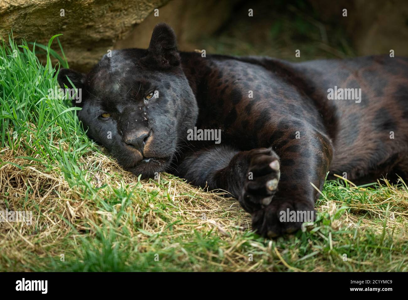 Black Panther in the jungle Stock Photo - Alamy