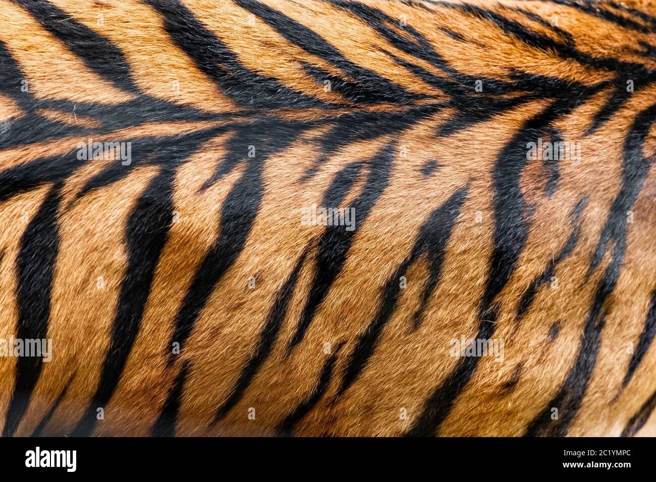 Skin of Siberian Tiger Stock Photo - Alamy