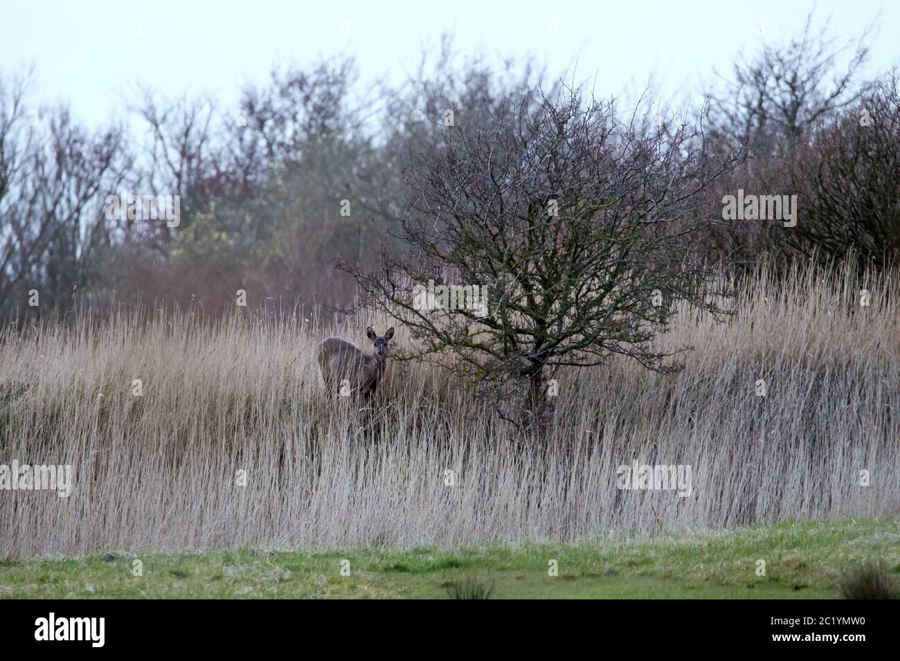 Doe eyes hi-res stock photography and images - Alamy