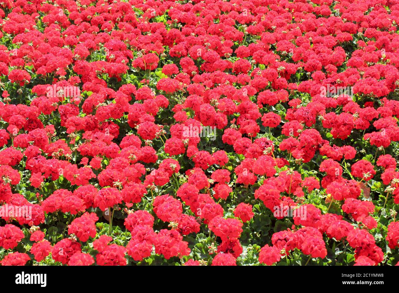 Red flower bed hi-res stock photography and images - Alamy