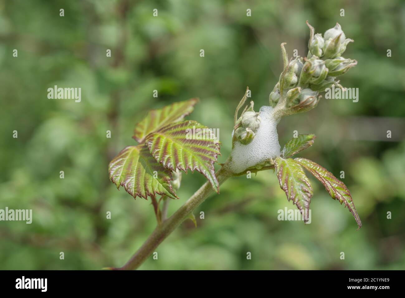 Spittlebug Cuckoo spit of common Froghopper or Meadow Spittlebug ...