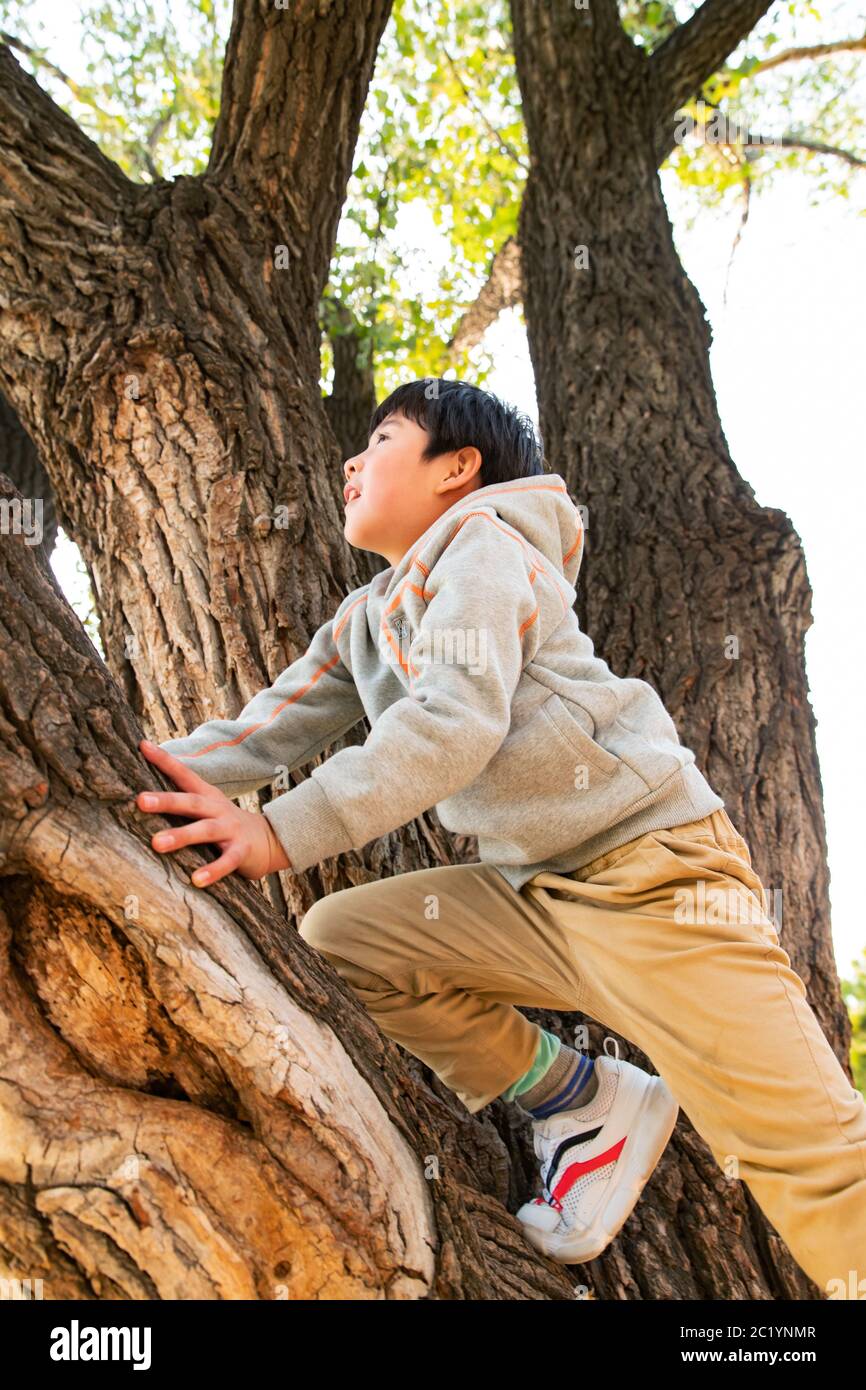 Standing on a tree happy boy Stock Photo - Alamy