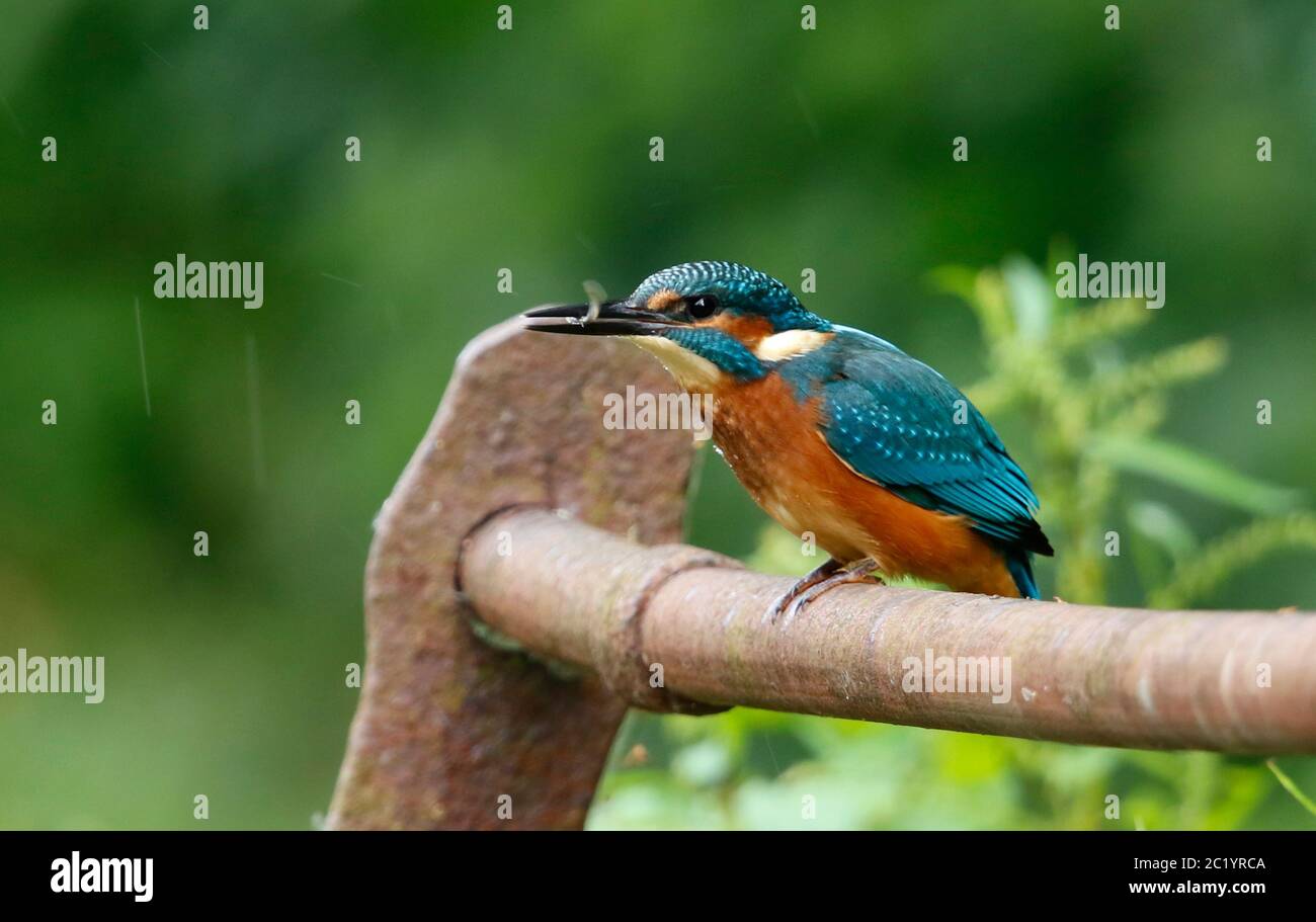 Fish railings hi-res stock photography and images - Alamy