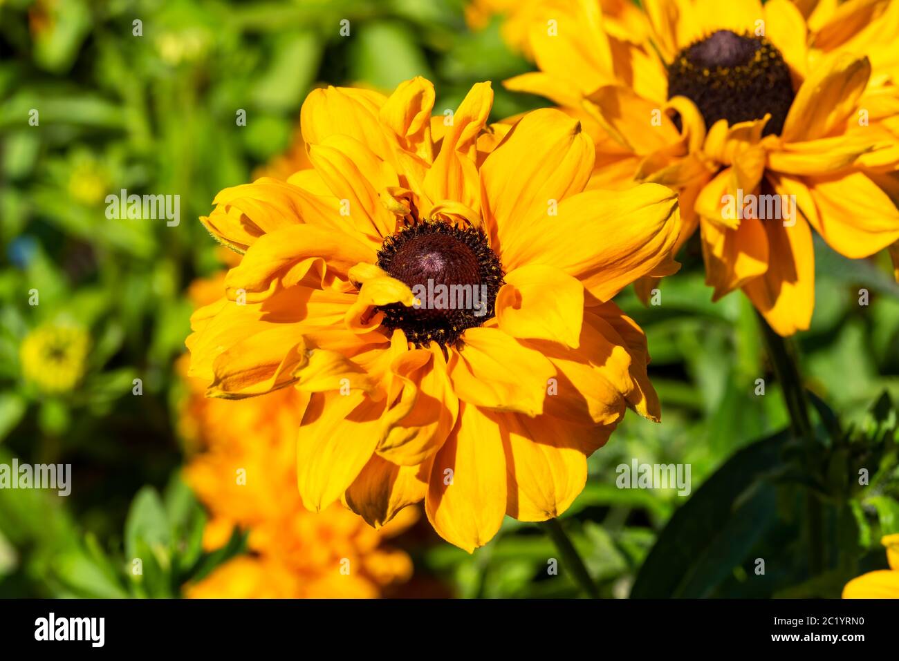 Rudbeckia hirta 'Goldilocks' a yellow orange herbaceous perennial ...