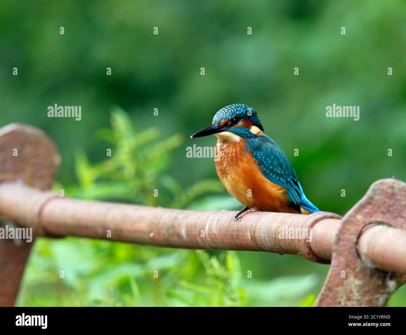 Fish railings hi-res stock photography and images - Alamy