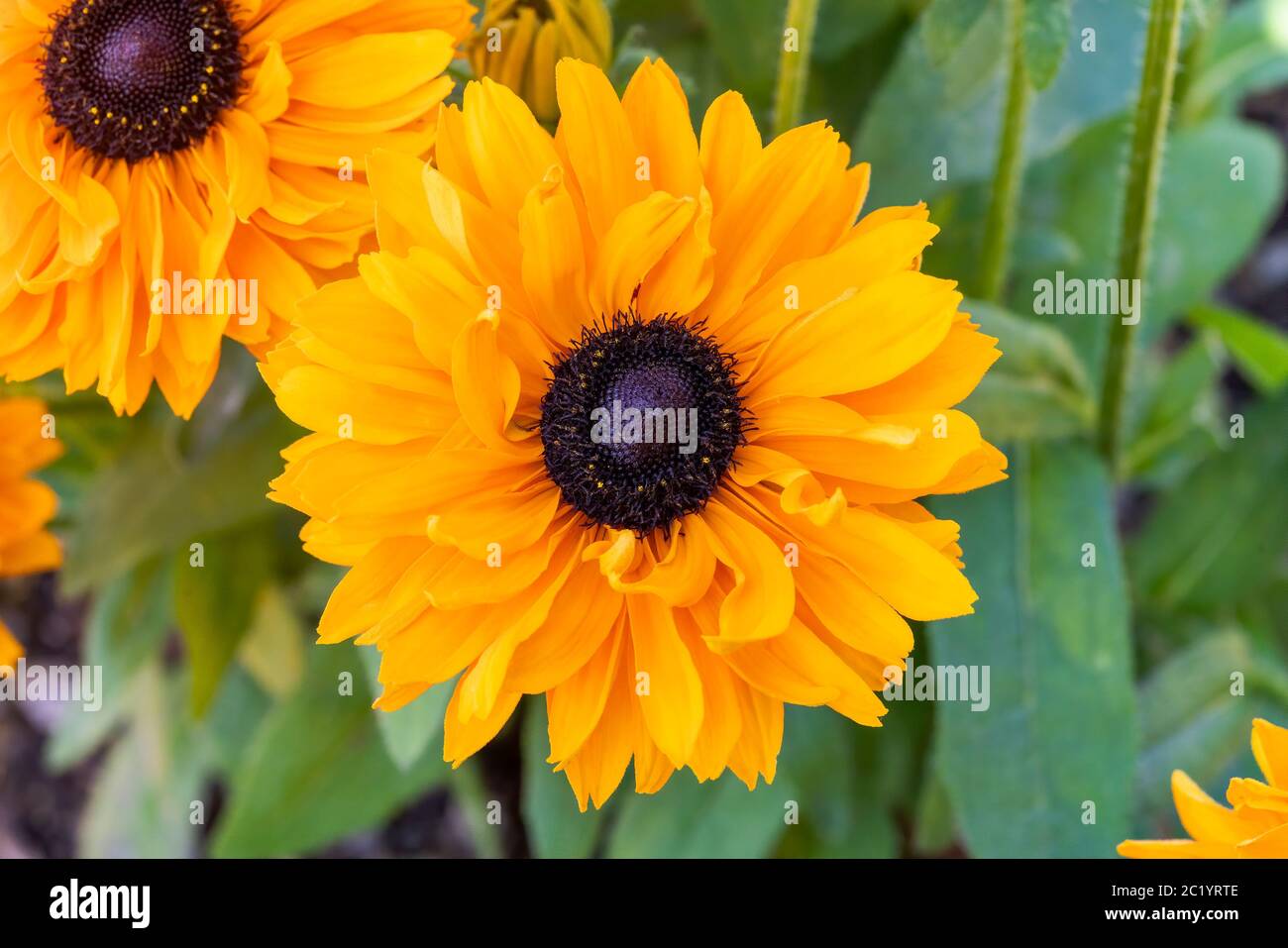 Rudbeckia hirta 'Goldilocks' a yellow orange herbaceous perennial ...