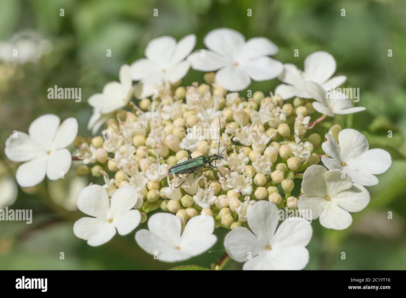 Green iridescent Swollen-Thighed Flower Beetle [Female] / Oedemera ...