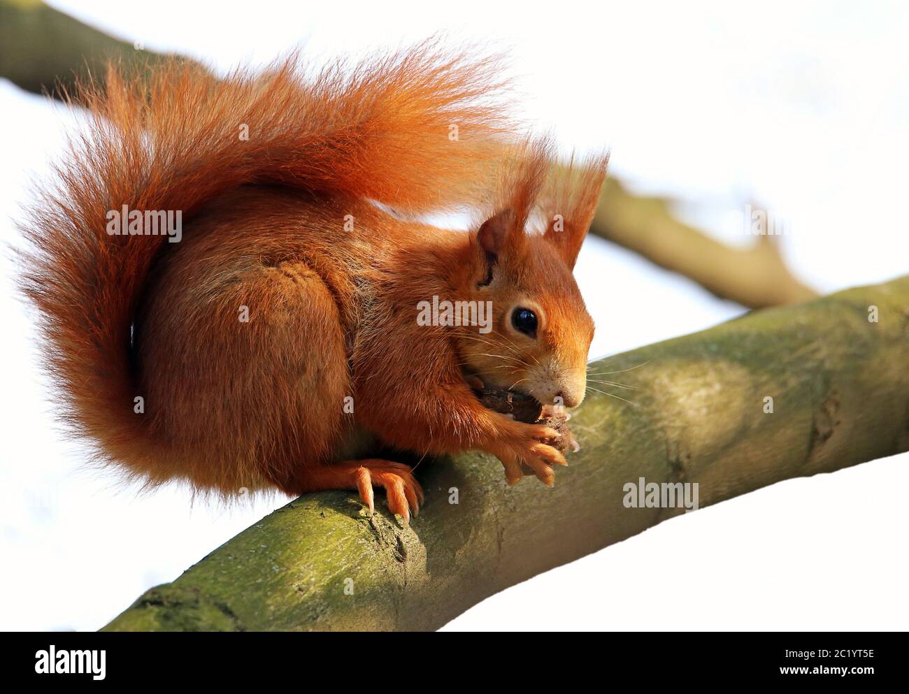 Brown squirrels hi-res stock photography and images - Alamy
