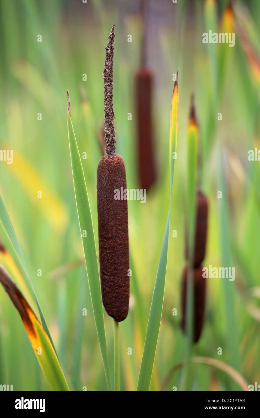 Hydrophyte hi-res stock photography and images - Alamy