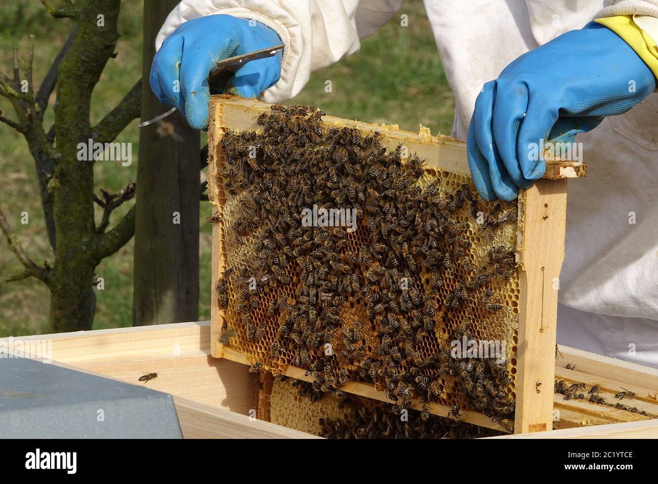 Beekeepers at work Stock Photo - Alamy