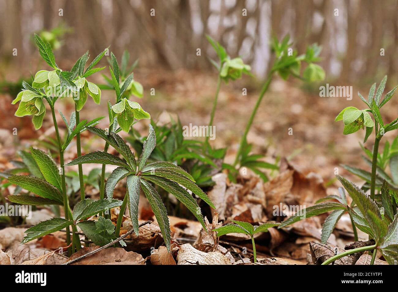 Helleborus viridis hi-res stock photography and images - Alamy