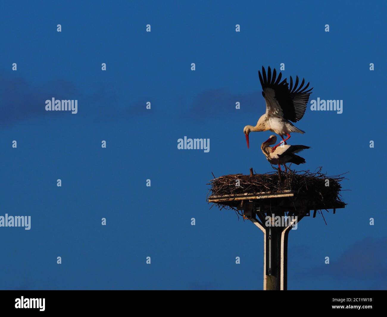 Storks birds hi-res stock photography and images - Alamy