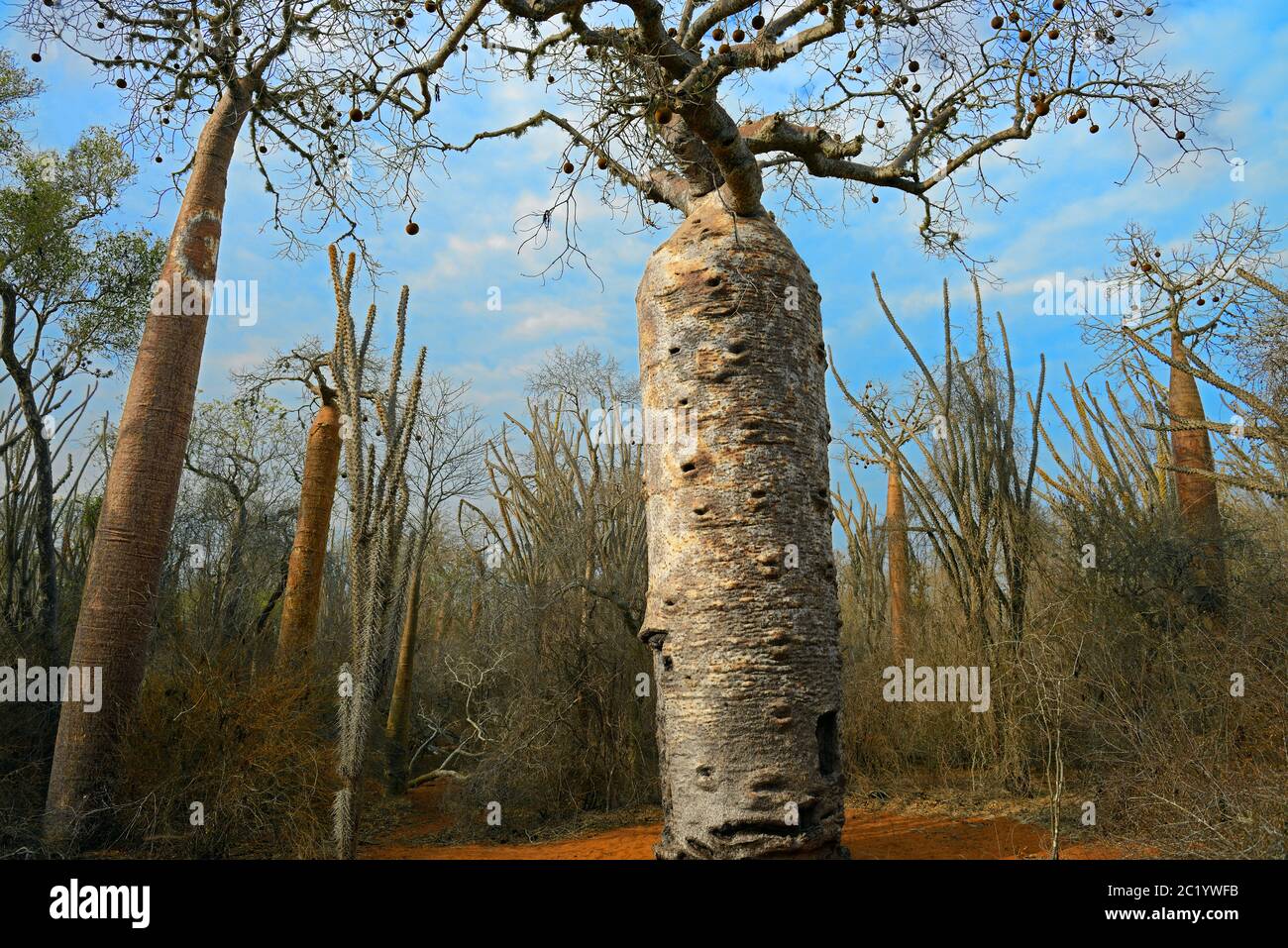 Madagascar spiny forest is a habitat unique to Madagascar with ...