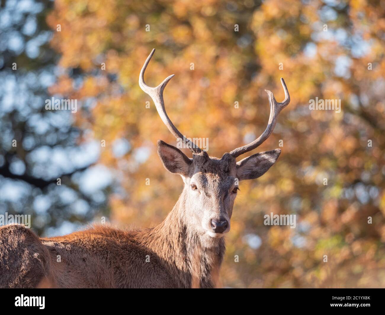 Deer at Richmond Park, London Stock Photo - Alamy