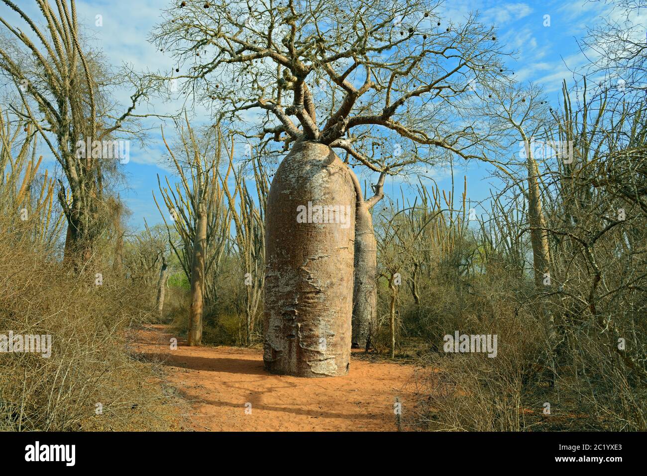 Madagascar spiny forest is a habitat unique to Madagascar with ...