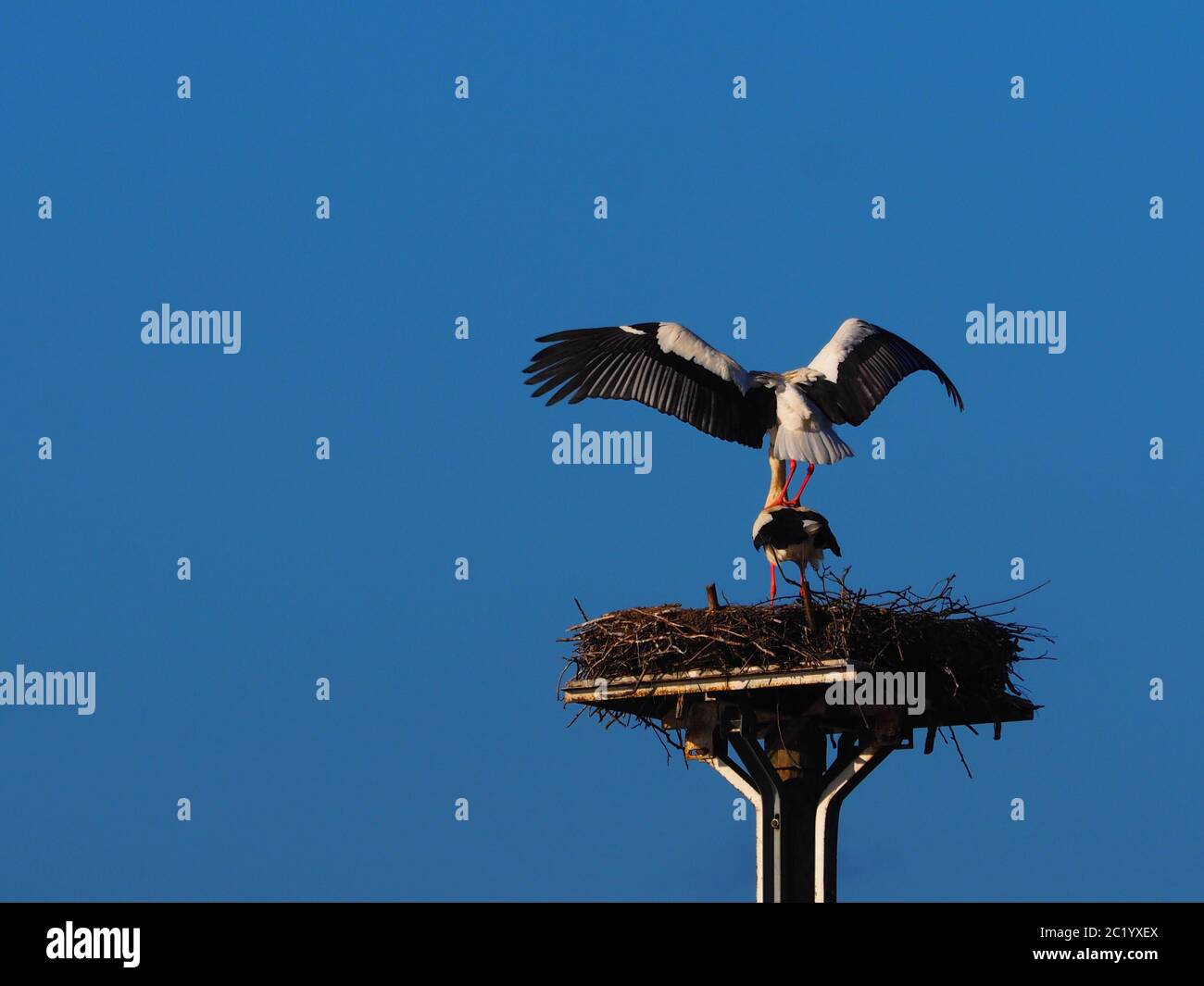 Storks birds hi-res stock photography and images - Alamy