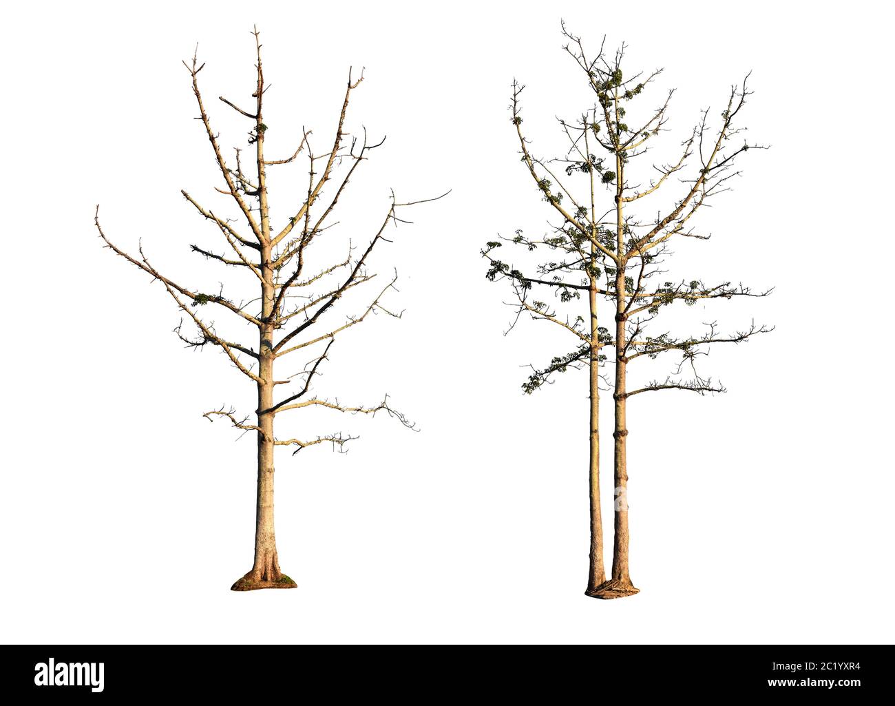 Tree without leaves isolated on white background. with clipping path ...