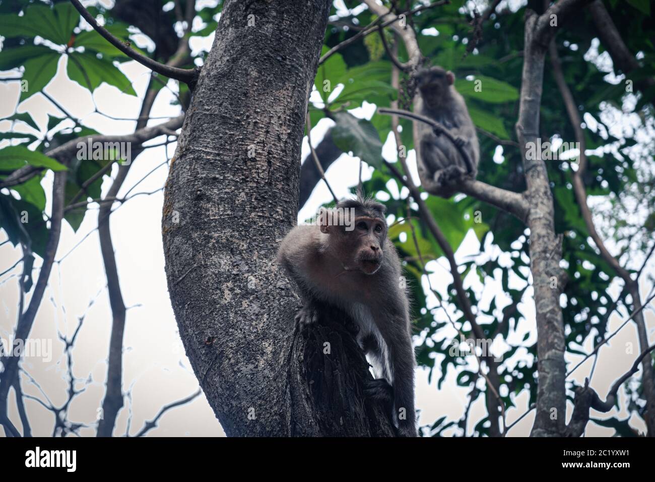 Monkey in goa india hi-res stock photography and images - Alamy