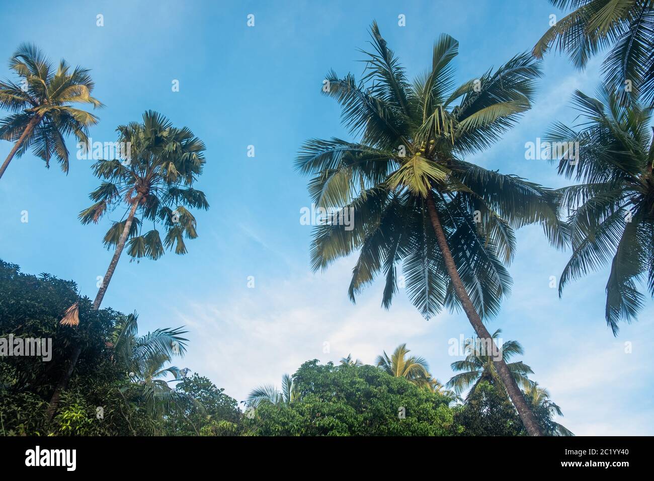 Nature of goa hi-res stock photography and images - Alamy