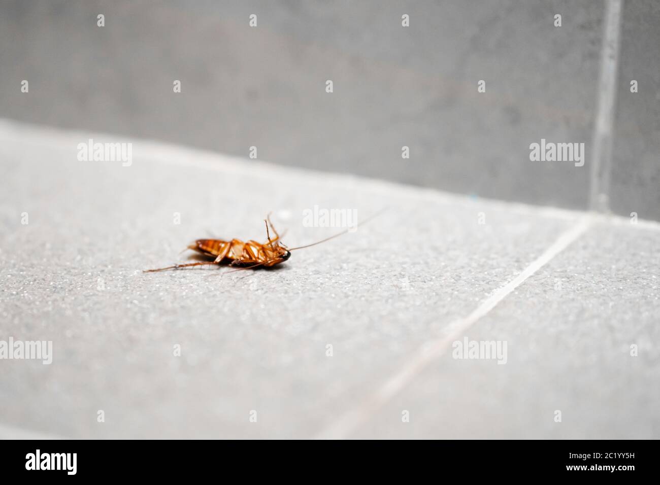 A huge cockroach on the floor. Insect pests in the house Stock Photo ...