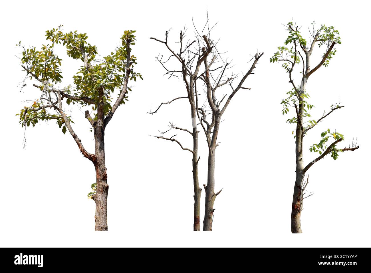 Collection trees without leaves isolated on white background Stock ...