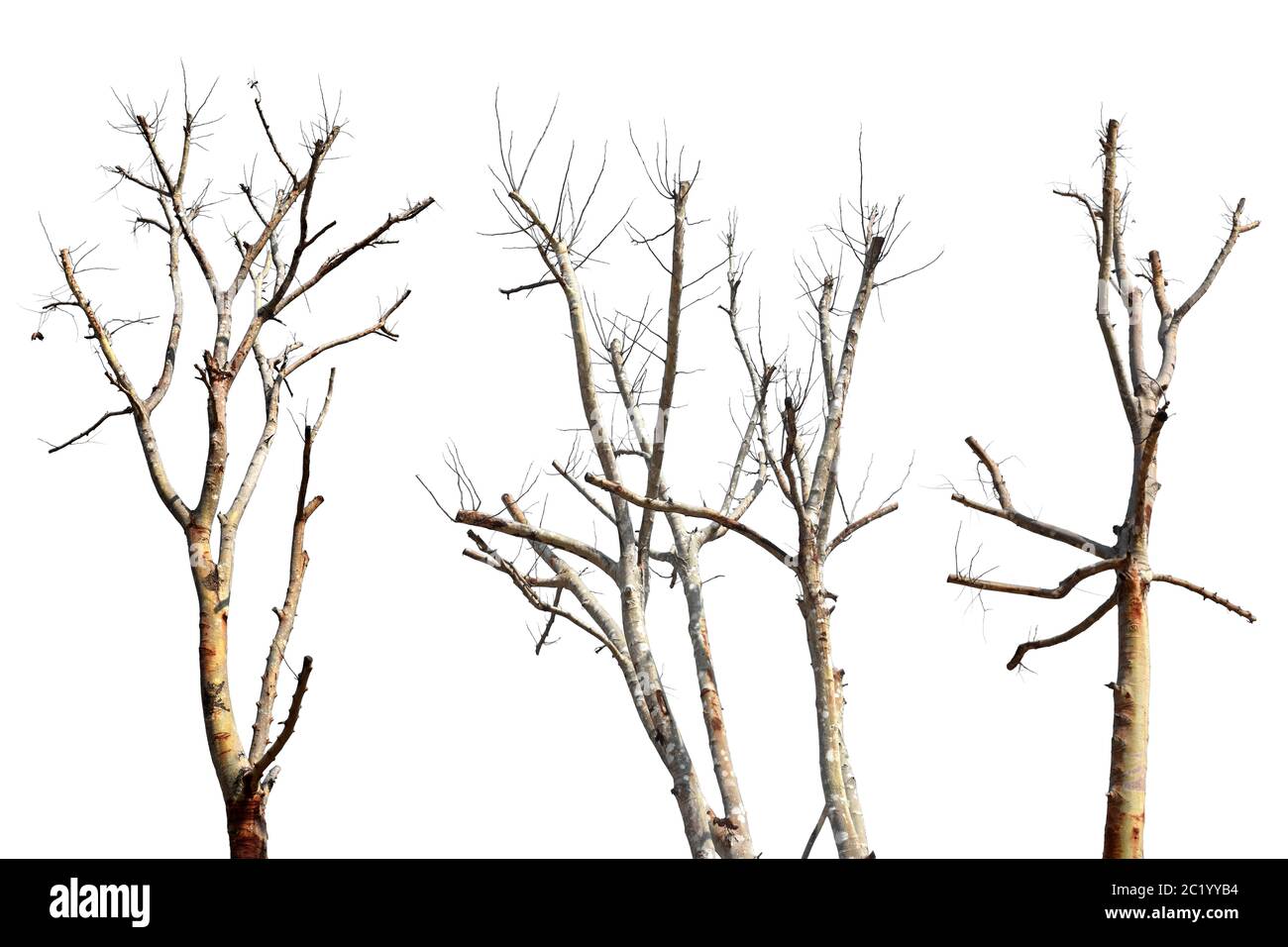 Collection trees without leaves isolated on white background Stock ...