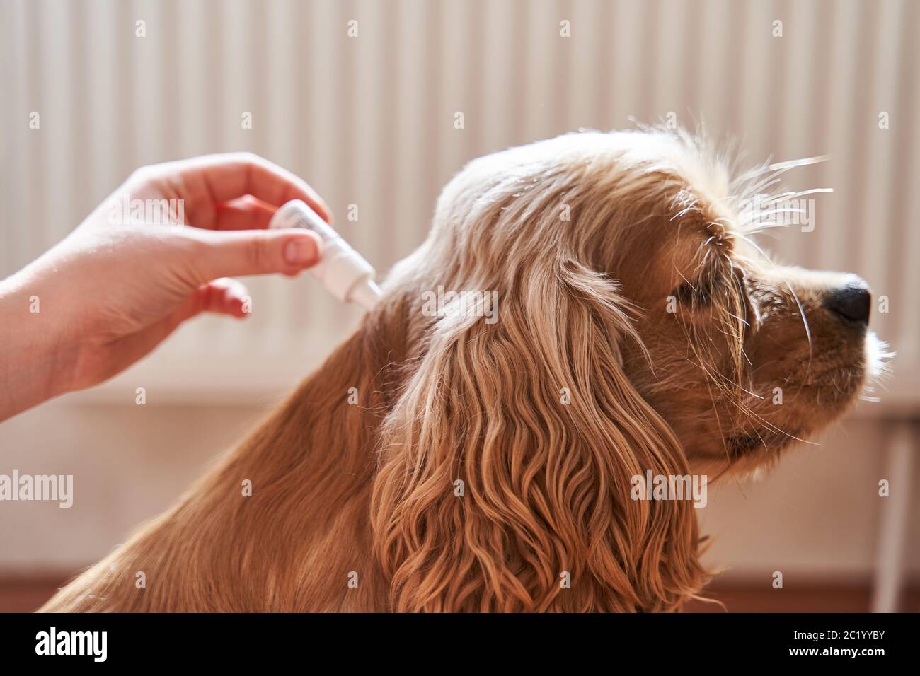 The dog is dripped on the withers with a parasite remedy Stock Photo ...
