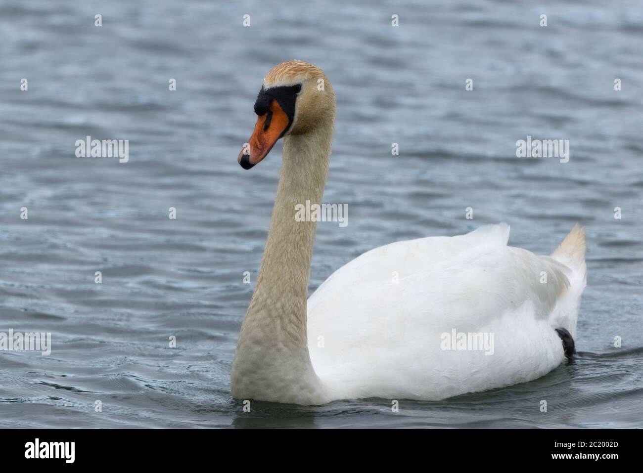 Close up beautiful mute hi-res stock photography and images - Alamy