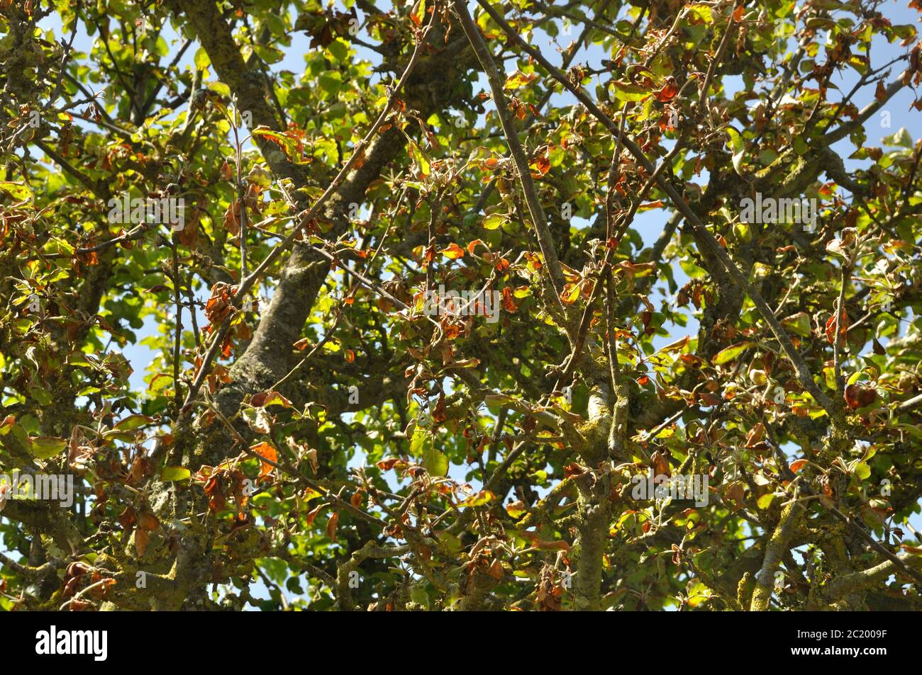 Apple tree burned by the northeast wind Stock Photo - Alamy