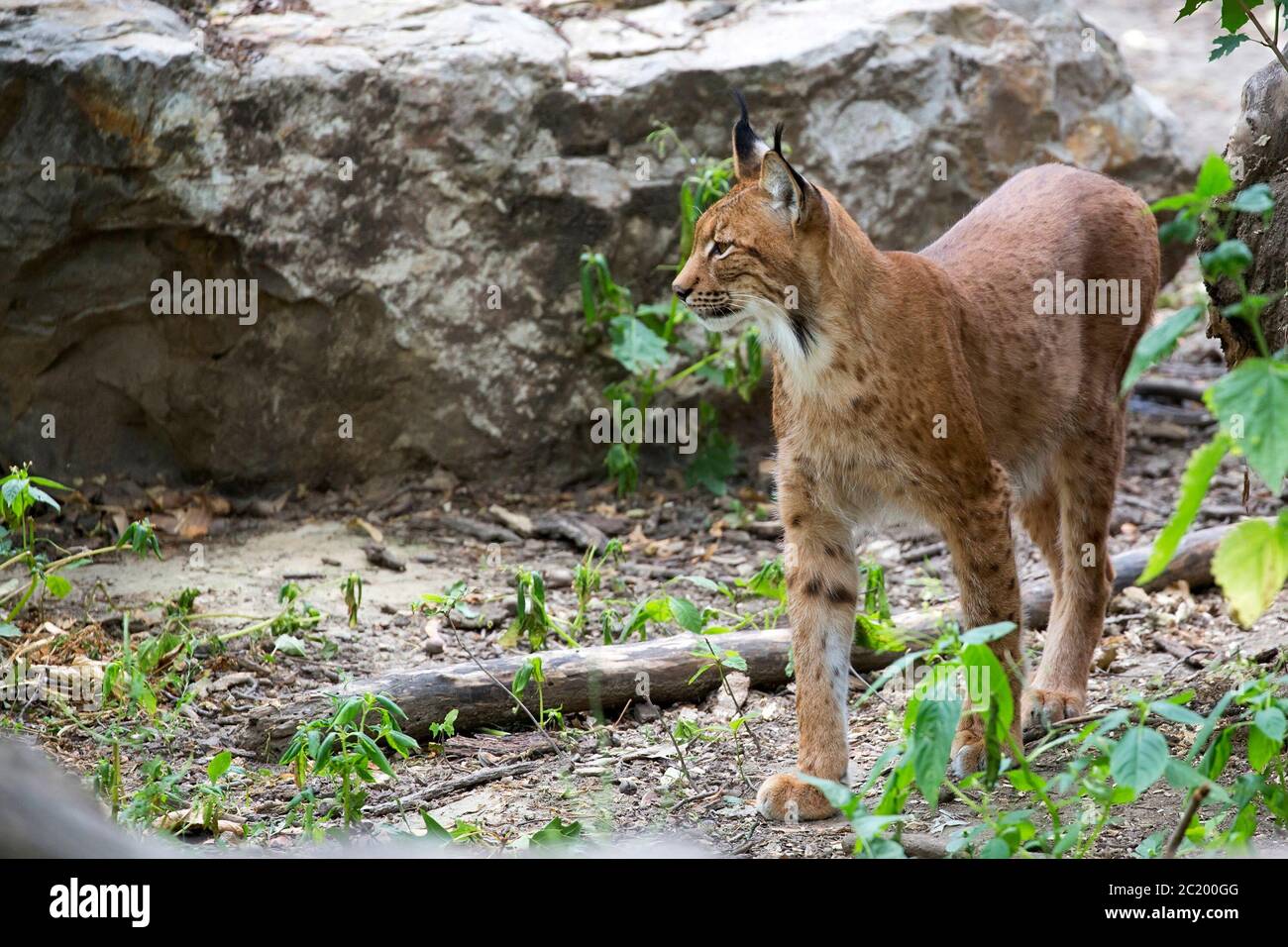 Lynx in the forest Stock Photo - Alamy