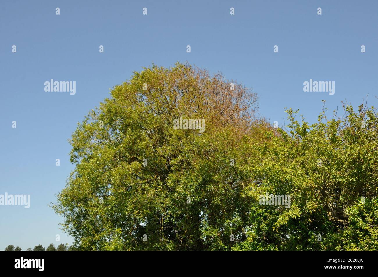 Wind burnt hi-res stock photography and images - Alamy