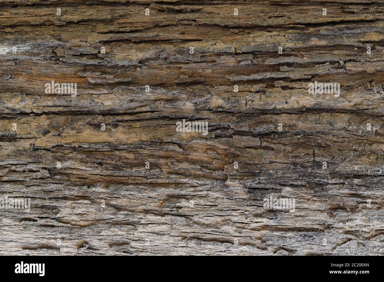 Tree bark texture background Stock Photo - Alamy