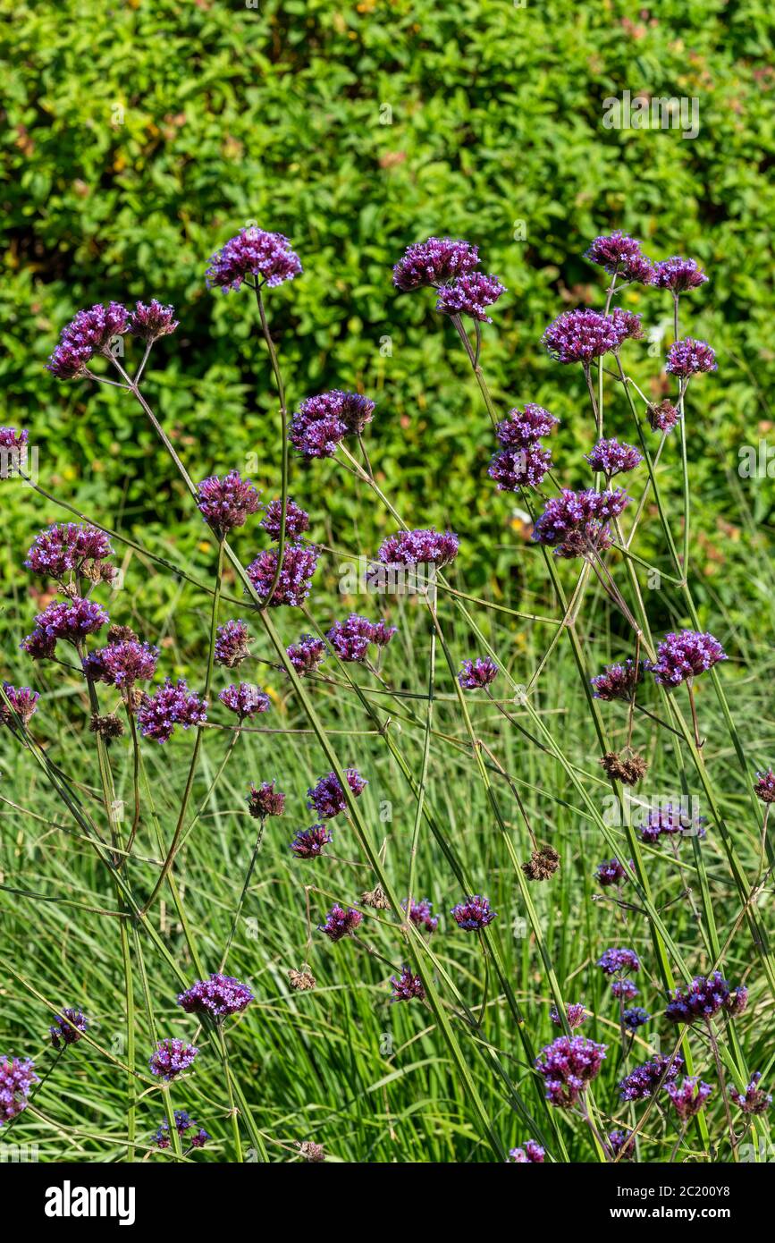 Verbena bonariensis a purple herbaceous perennial summer autumn flower ...