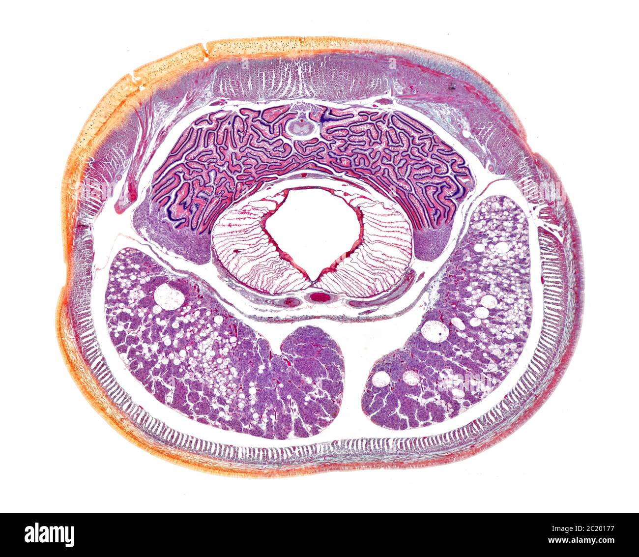 Lumbricus Terrestris Microscope