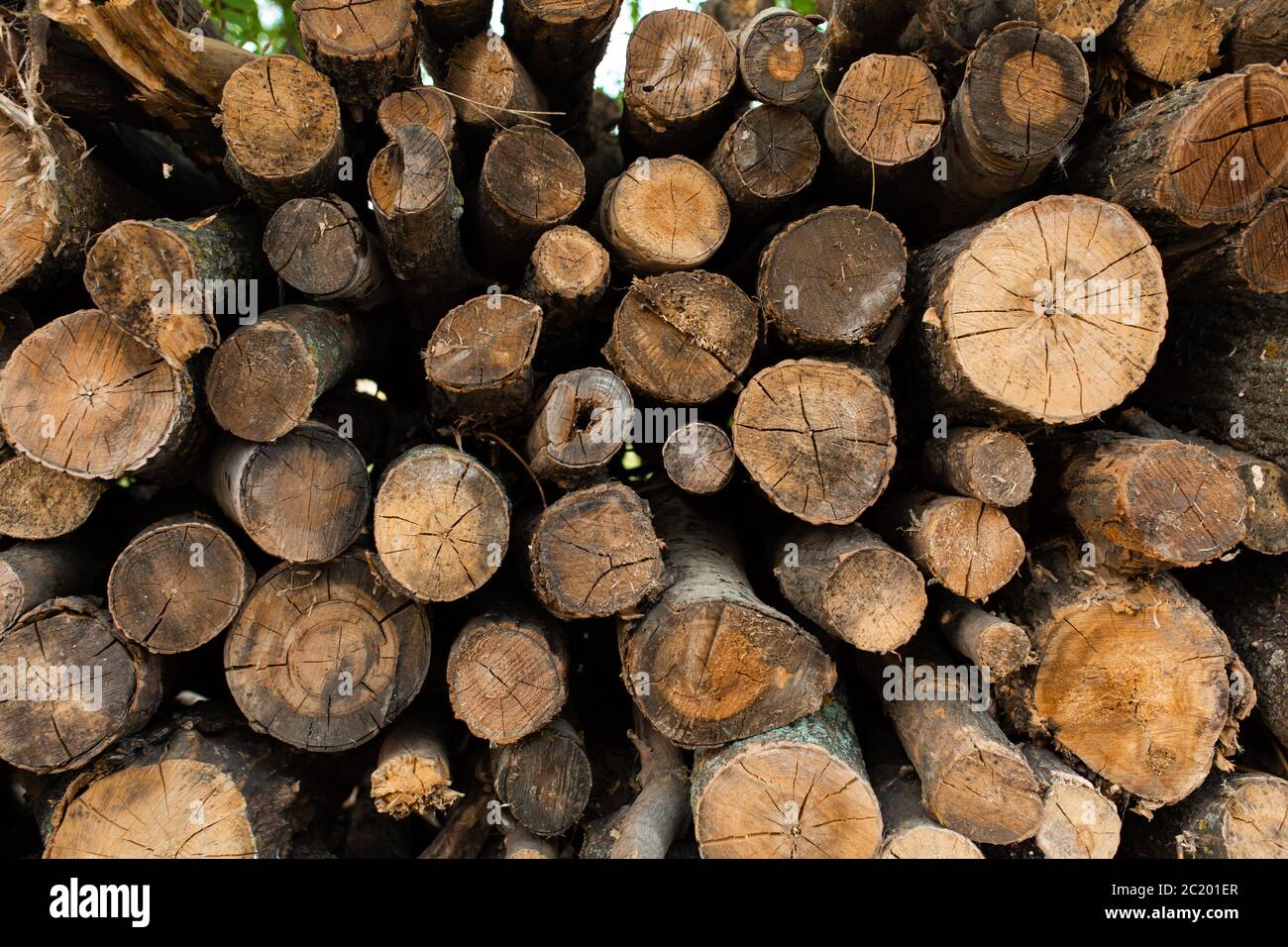 A pile of dry sawn trees. Firewood for the furnace or fireplace Stock ...