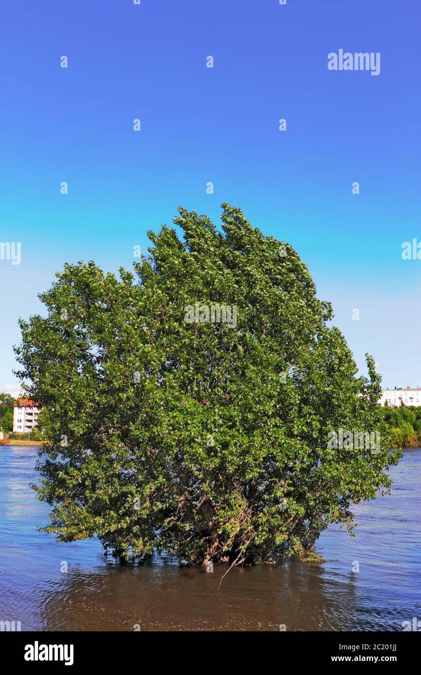 Tree in high water Stock Photo - Alamy