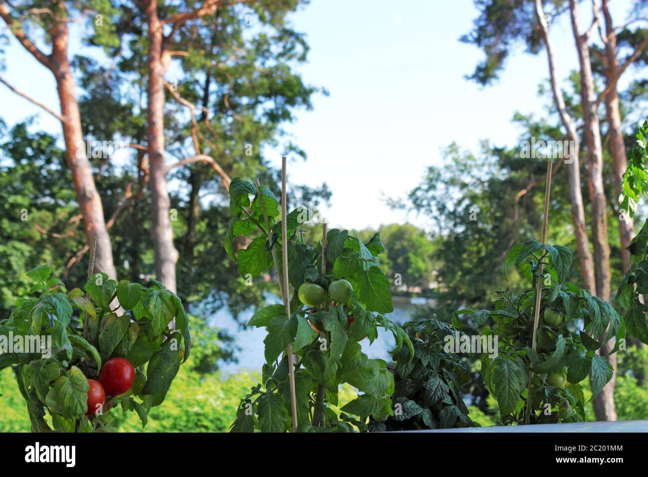 Balkontomaten hi-res stock photography and images - Alamy