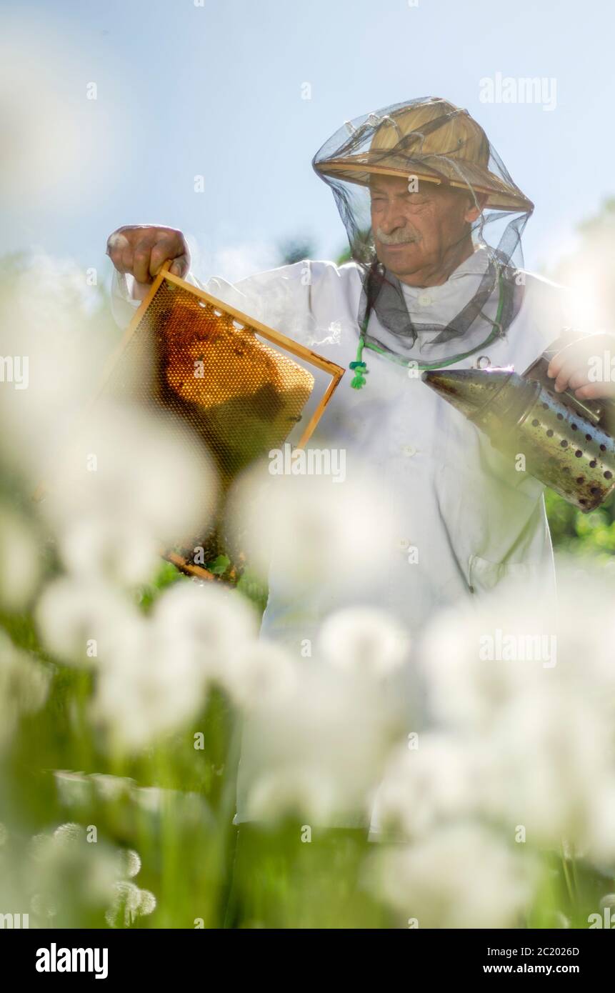senior apiarist making inspection in apiary in the springtime Stock ...