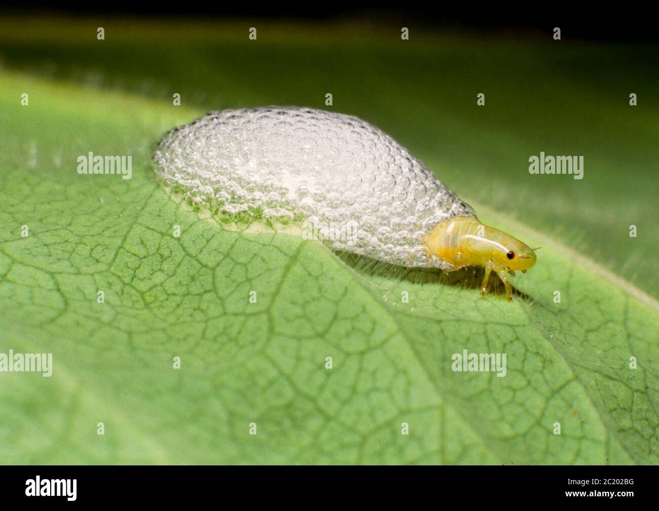 Spittle Bug High Resolution Stock Photography and Images - Alamy